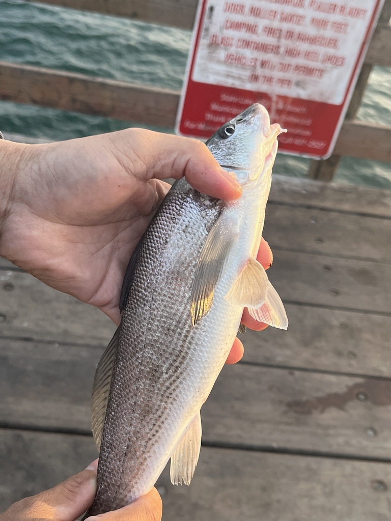 California Corbina from North Pacific Ocean, CA, US on August 6, 2023 ...