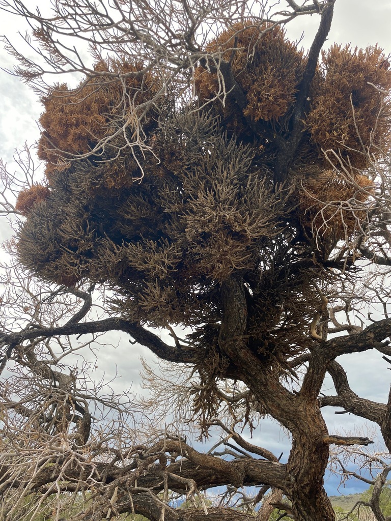 singleleaf pinyon from Esmeralda County, NV, USA on June 13, 2023 at 06:57 PM by Chloe Novak ...