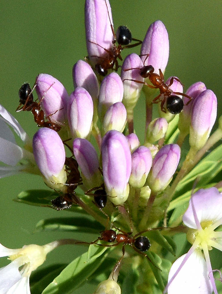New World Red Bearded Field Ant from Box Springs, Colorado 81076, USA ...