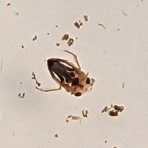 Neoplea striola from Dayton, MN, USA on July 15, 2023 at 11:05 AM by ...