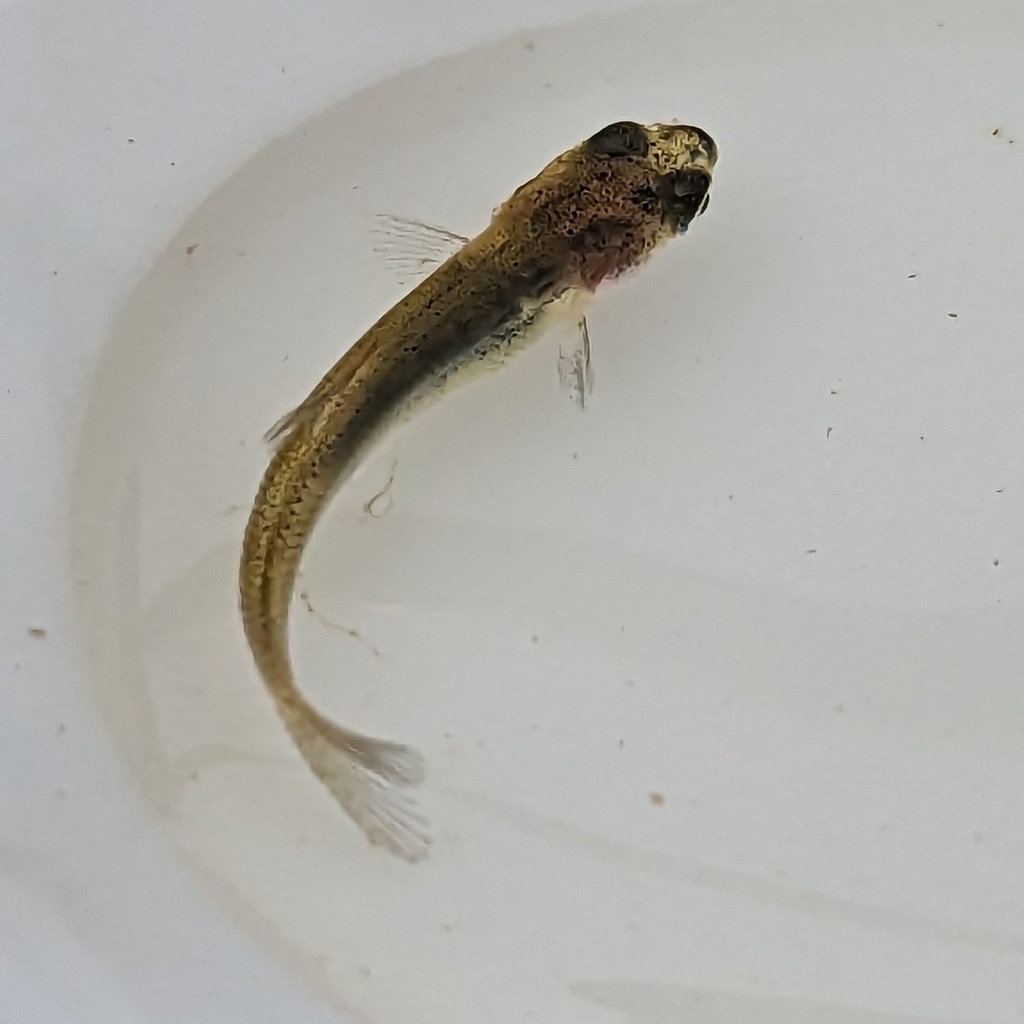 Fathead Minnow from Dayton, MN, USA on July 15, 2023 at 10:58 AM by ...