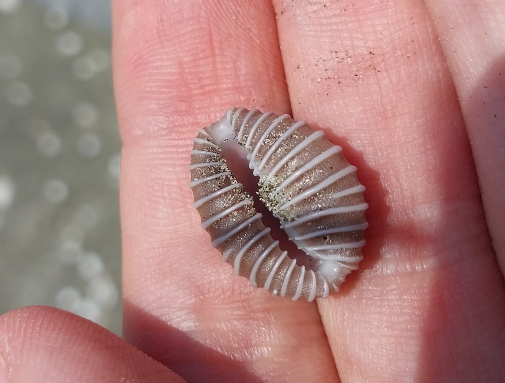 Pusula radians from Boca de Briceno, Ecuador on July 30, 2023 at 12:05 ...