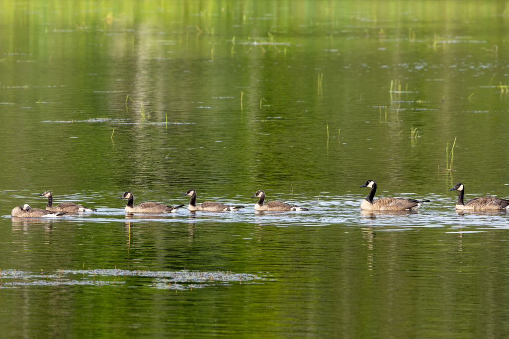 Canada Goose from Douglas County, WI, USA on August 1, 2023 at 08:34 AM ...