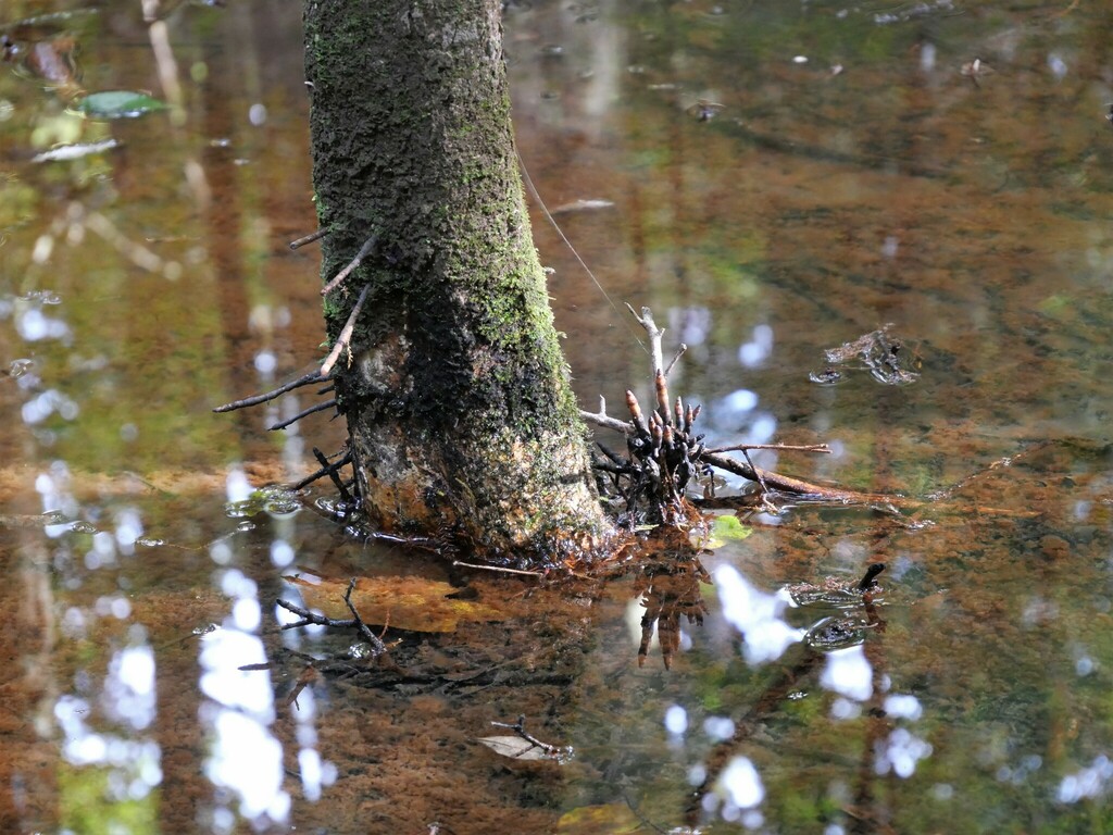 Swamp maire from Carrington, New Zealand on July 15, 2023 at 01:02 PM ...