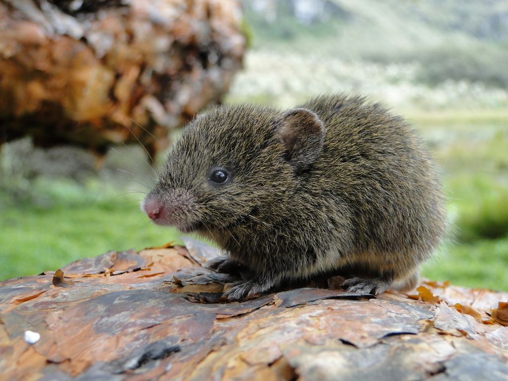 Ecuadorean Grass Mouse (Neomicroxus latebricola) - Know Your Mammals
