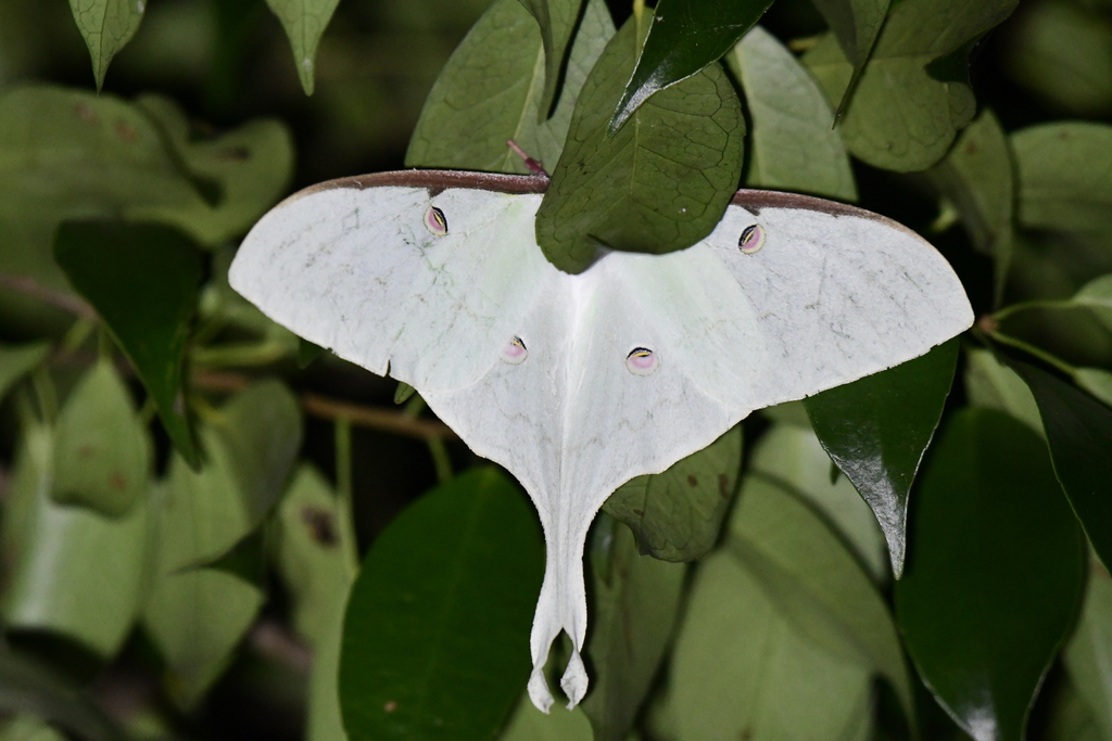 South China Moon Moth from 福建省三明市明溪县紫云村 邮政编码: 365204 on August 6, 2023 ...