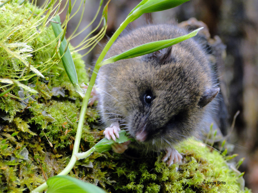 Páramo Oldfield Mouse (Thomasomys paramorum) - Know Your Mammals