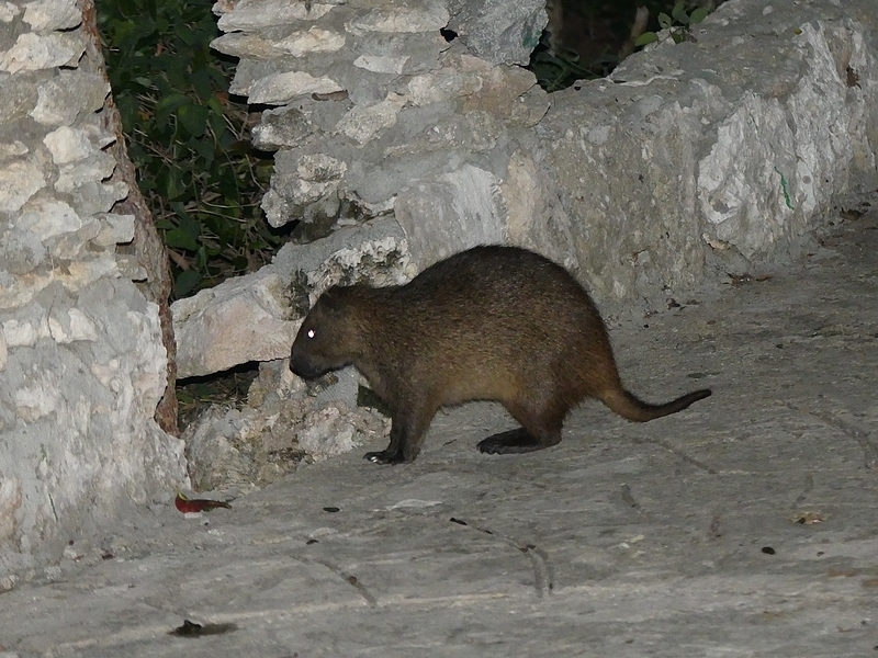 Cuban Ground Hutia (Capromys pilorides) - Know Your Mammals