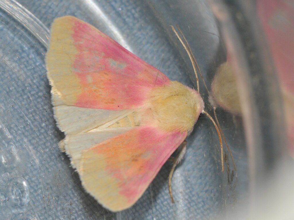 Primrose Moth from Grand Isle, VT 05458, USA on August 6, 2023 at 11:55 ...