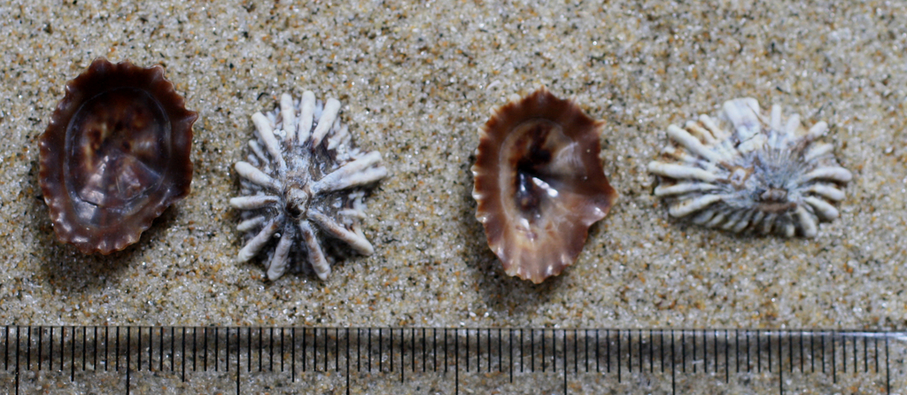 Siphonaria australis (Intertidal and Coastal Species of the East Coast ...