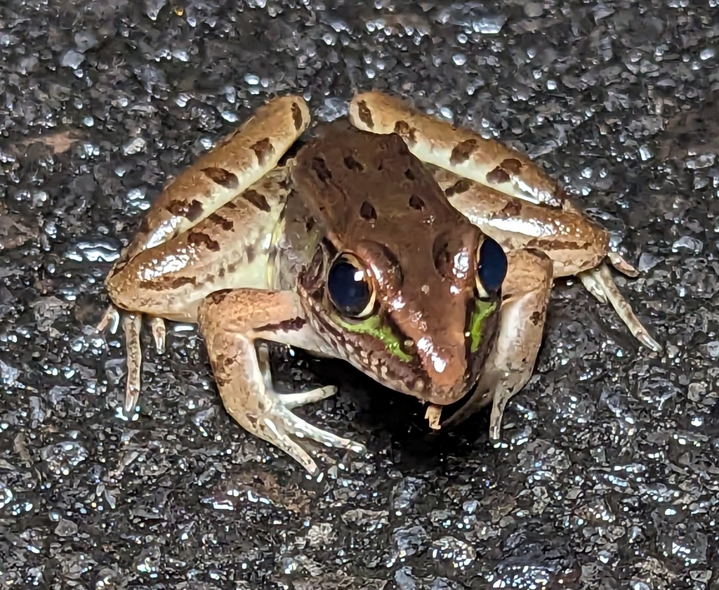 Southern Leopard Frog from Armuchee, GA 30105, USA on August 6, 2023 at ...