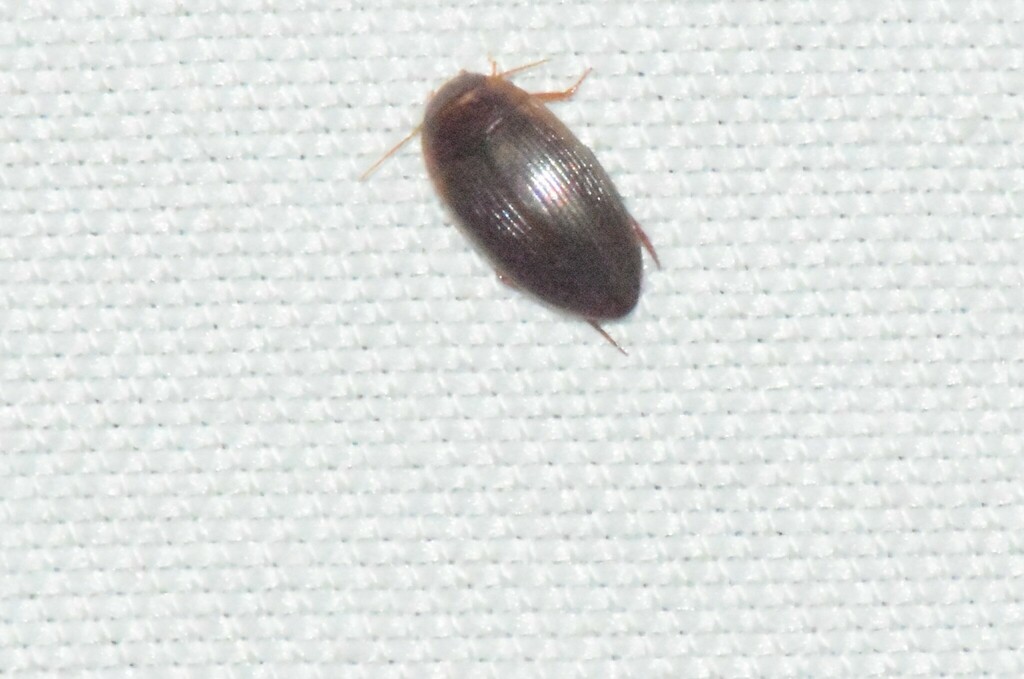 Copelatus glyphicus from Russell Creek, Plano, TX 75023, USA on May 17 ...