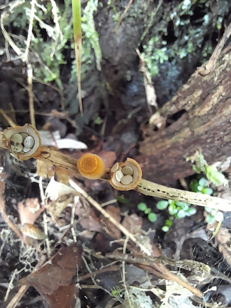 Crucibulum simile from Waiatarua, Auckland, New Zealand on August 7 ...
