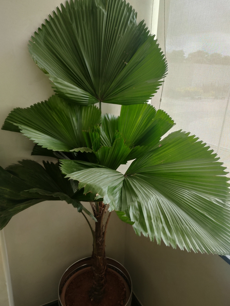 Vanuatu Fan Palm from Saralebettu, Manipal, Karnataka, India on August ...