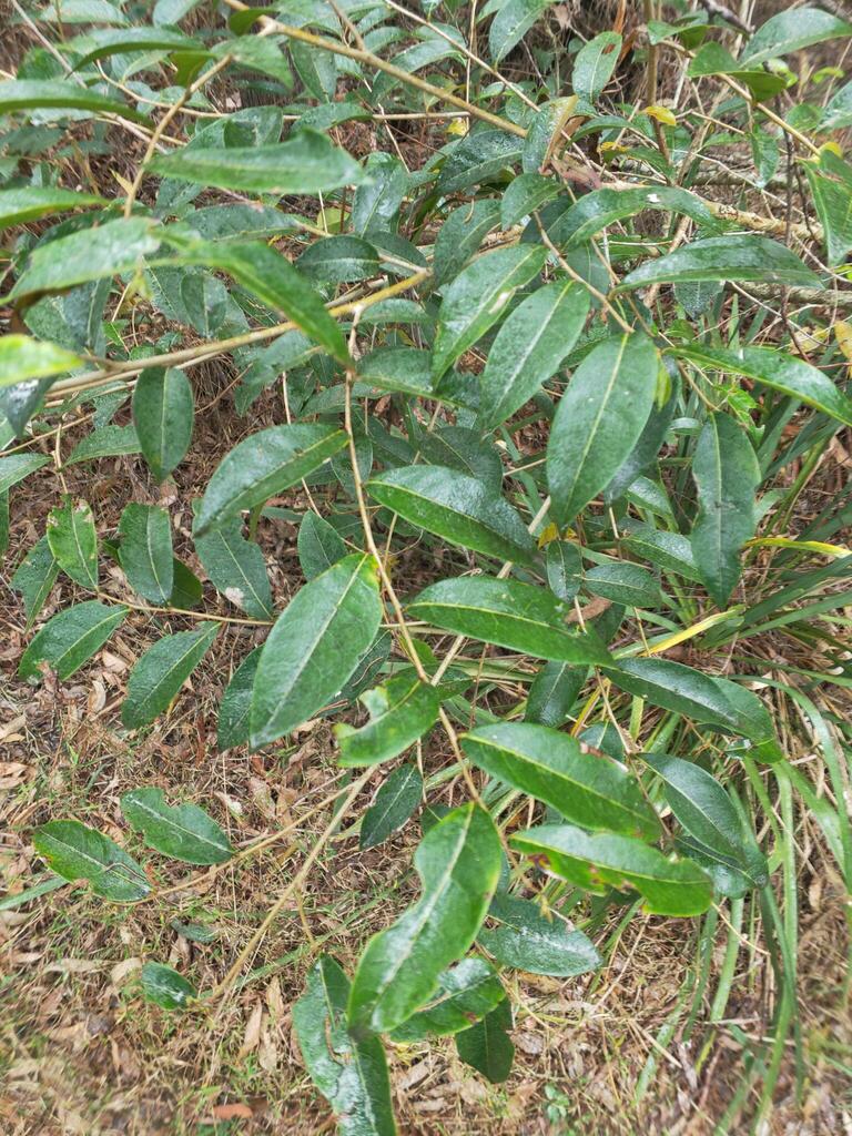Cheese Tree from Brisbane QLD, Australia on August 6, 2023 at 10:20 AM ...