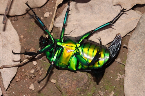 Observations by heichuan_ · iNaturalist