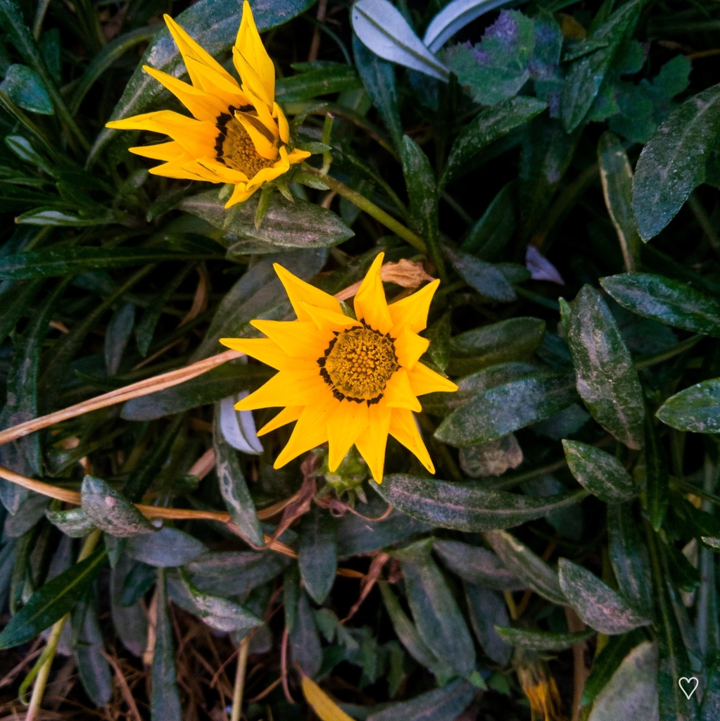 Trailing Treasureflower from 08003, Peru on August 4, 2023 at 09:27 AM ...
