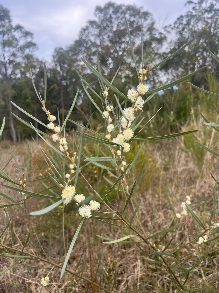 Sweet Wattle from Bells Creek, QLD, AU on August 7, 2023 at 02:49 PM by ...