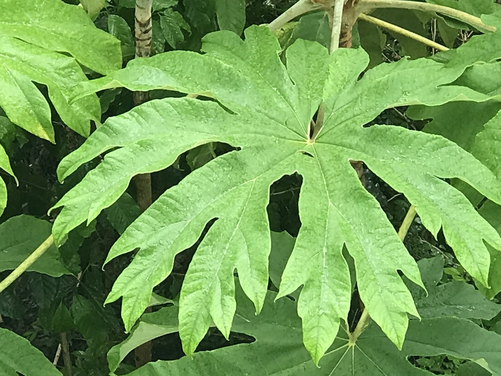Rice paper plant from 臺灣島, 信義鄉, NAN, TW on August 7, 2023 at 12:47 PM ...