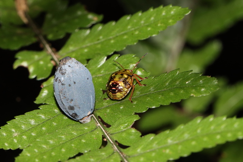 Observations by heichuan_ · iNaturalist