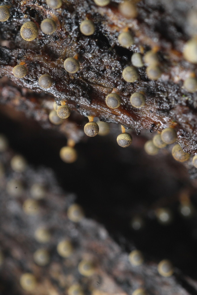 Physarum carneum (protozoans of the USA) · iNaturalist