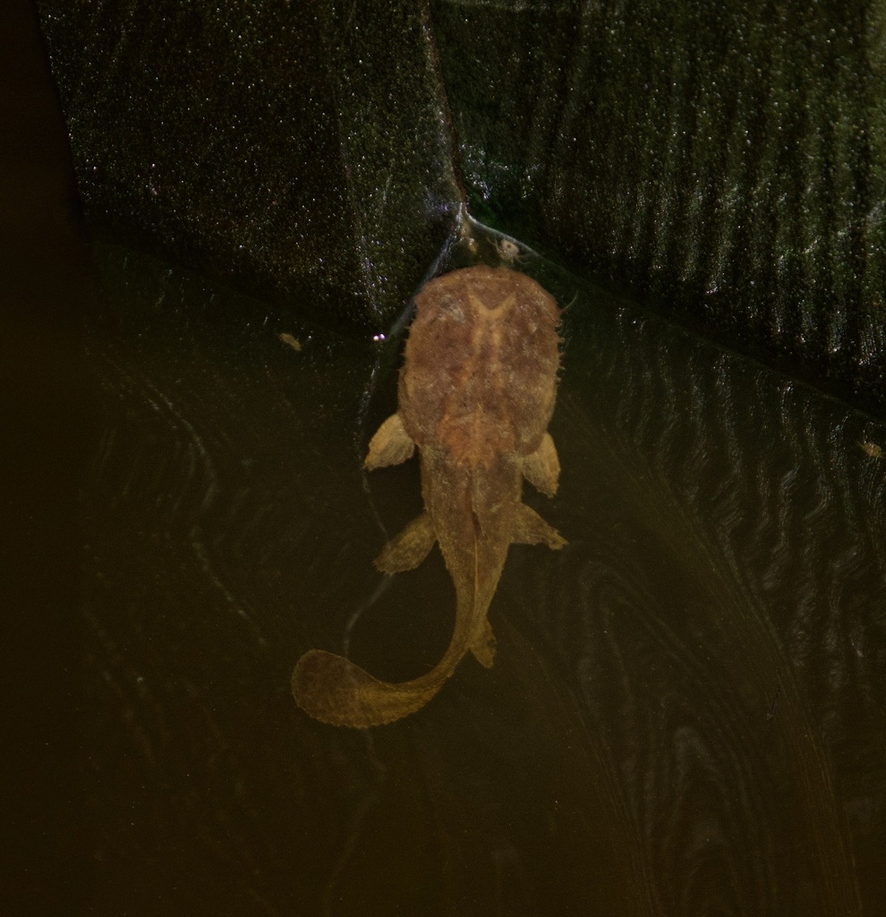 Chocolate Frogmouth Catfish from West Kotawaringin Regency, Central ...