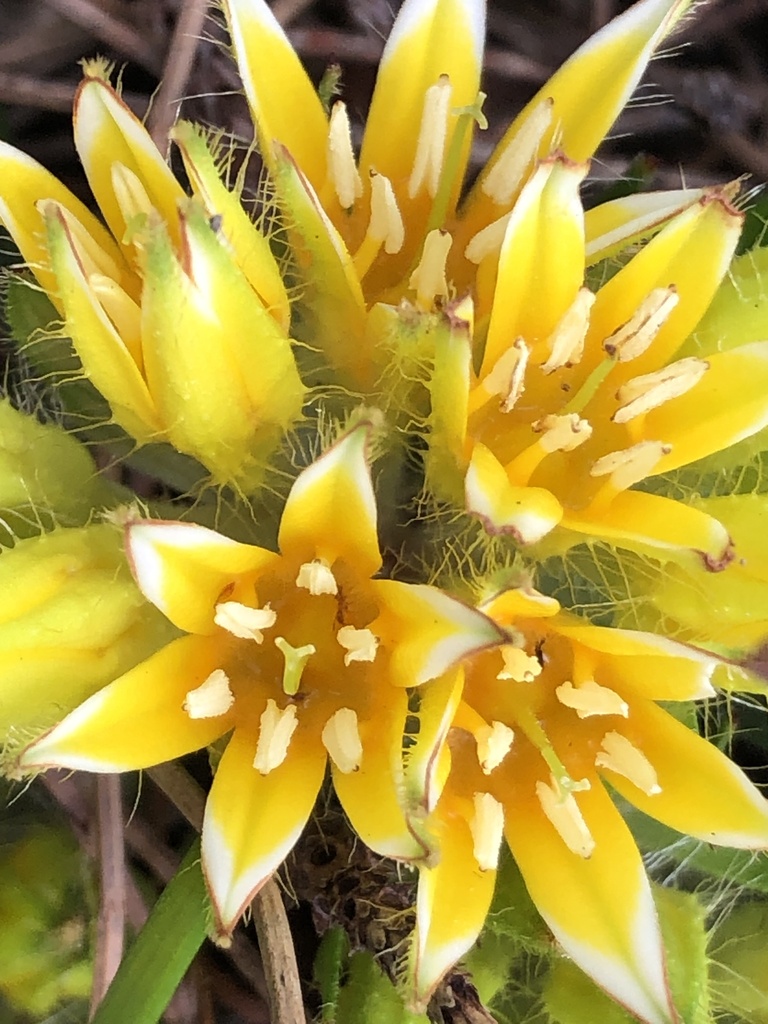 Bristly Cottonhead (Conostylis setigera) - Botanical Realm