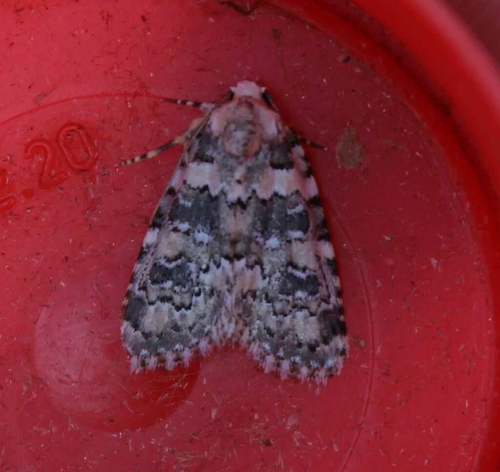 Marbled Beauty from Haddington, East Lothian on August 7, 2023 at 07:14 ...