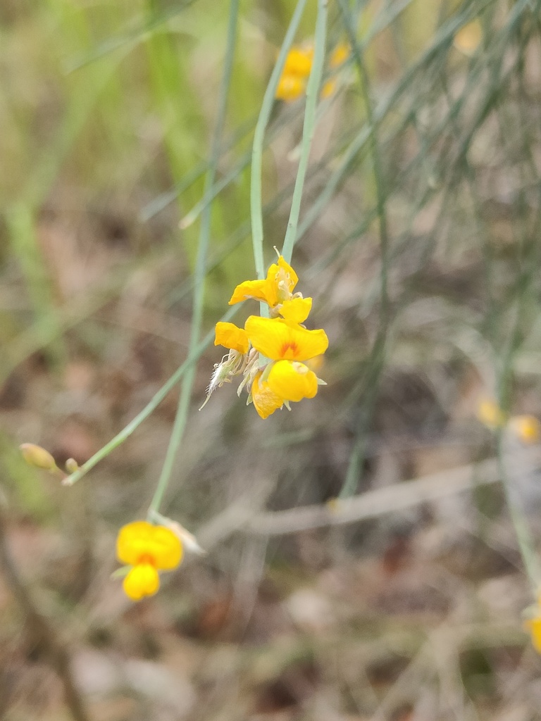 Jacksonia from Ninderry QLD 4561, Australia on August 6, 2023 at 04:16 ...