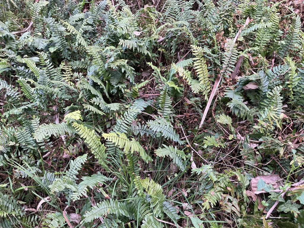 Sickle Fern from Sun Valley, NSW, AU on August 7, 2023 at 04:31 PM by ...