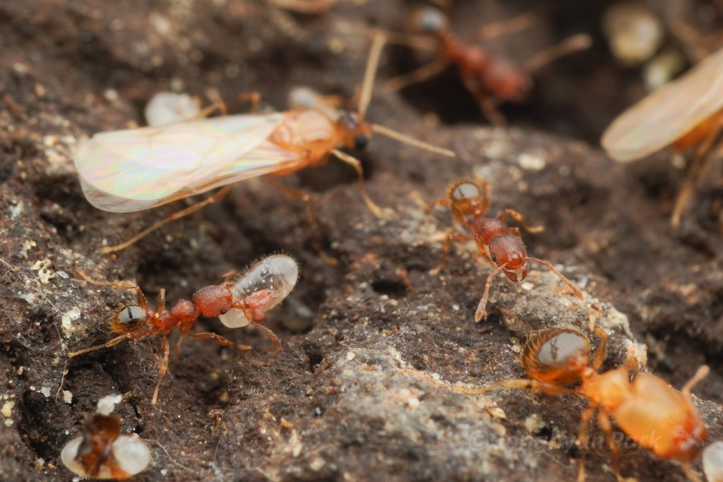 Pheidole parva (Fourmis de Polynésie Française) · iNaturalist