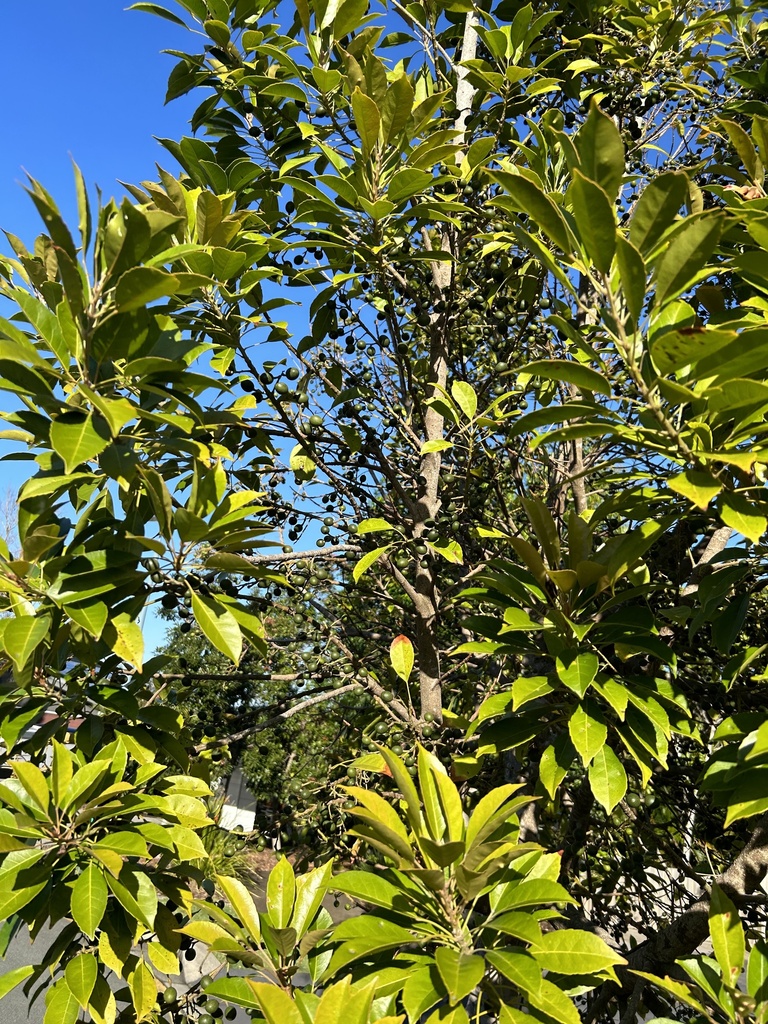gray carrobeen from Tea Tree Grove, Peregian Springs, QLD, AU on August ...