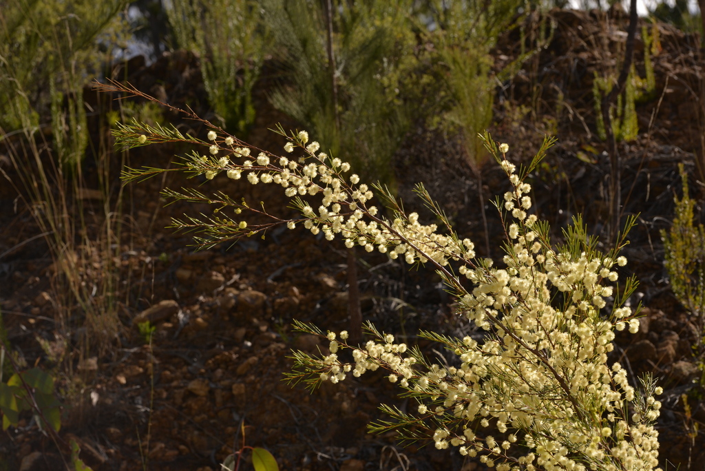 Acacia quadrilateralis from Calamia NSW 2460, Australia on August 5 ...