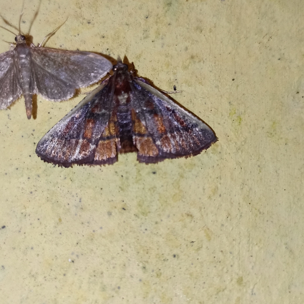 Zitha torridalis from 36JQ+XMJ, Munsyari, Uttarakhand 262554, India on ...