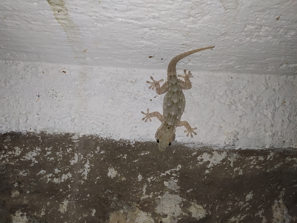 Moorish Gecko from 03010 Serrone FR, Italia on August 6, 2023 at 09:28 ...