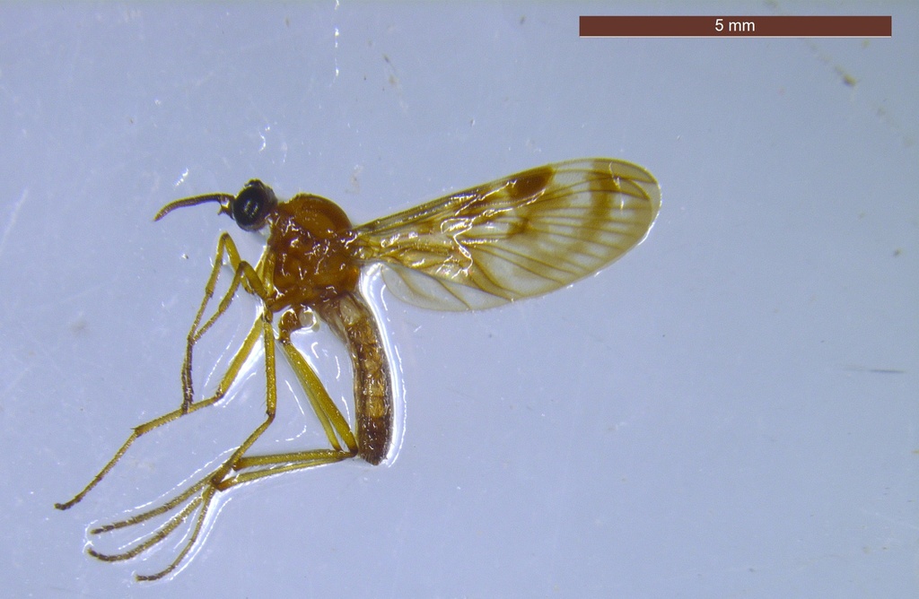 Gnats and Allies from Waste Point, Creel Bay NSW 2627, Australia on ...