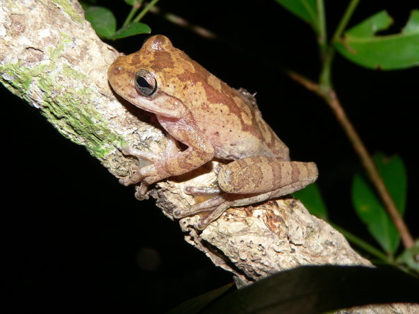 Drab Tree Frog in August 2009 by Daryl Coldren · iNaturalist