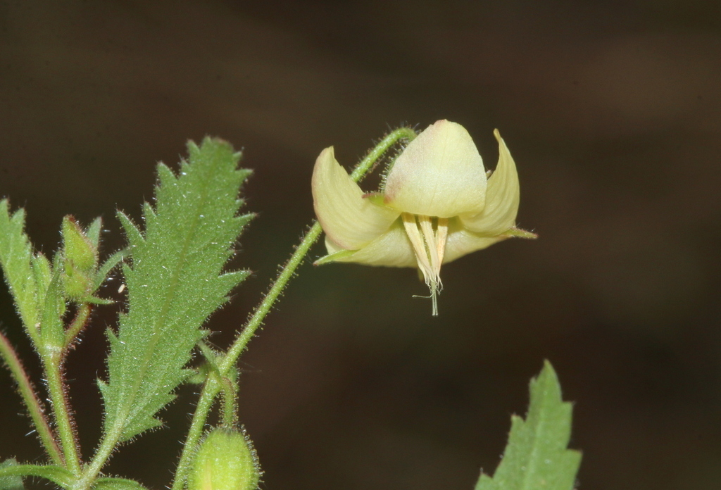Hermannia quartiniana from Ehlanzeni District Municipality, South ...