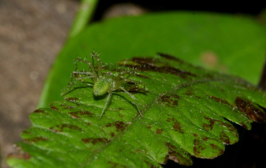 Green Lynx Spiders from Ehlanzeni District Municipality, South Africa ...