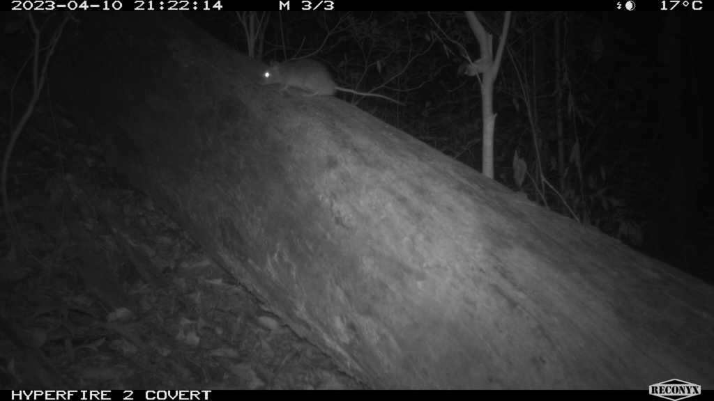 Australian Bush Rat from Northwest Outer Brisbane, Brookfield, QLD, AU ...