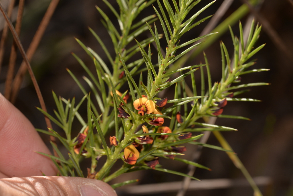 sharp bitter-pea from Calamia NSW 2460, Australia on August 5, 2023 at ...