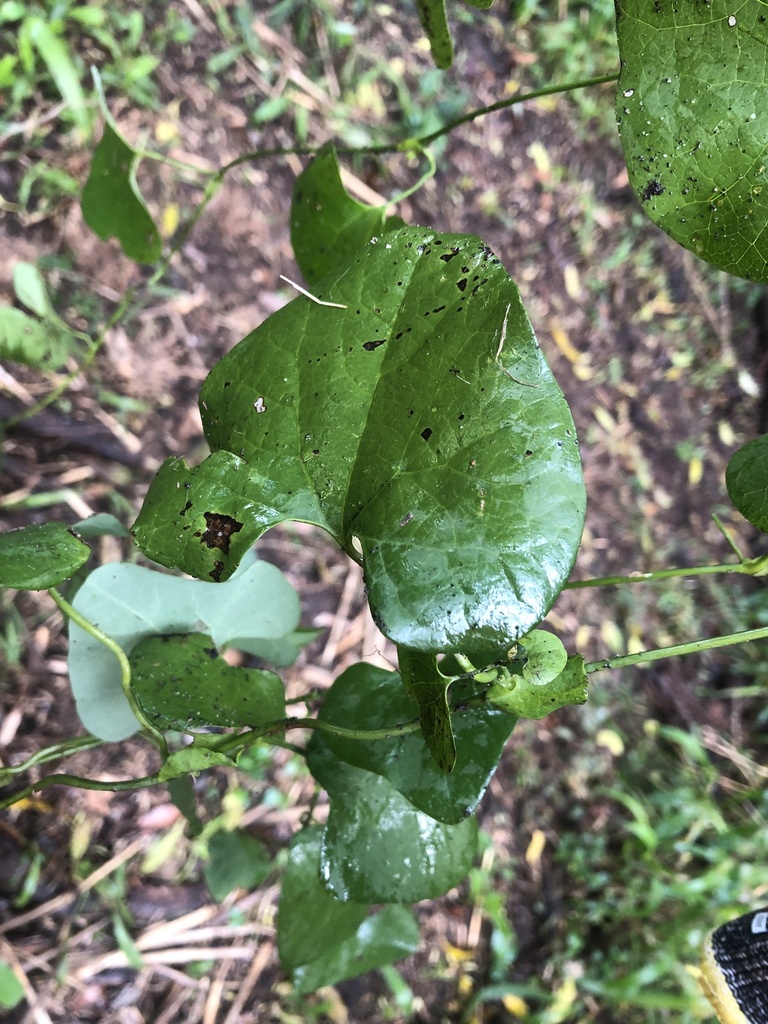 Calico-flower from Berowra Valley National Park, Hornsby Heights, NSW ...