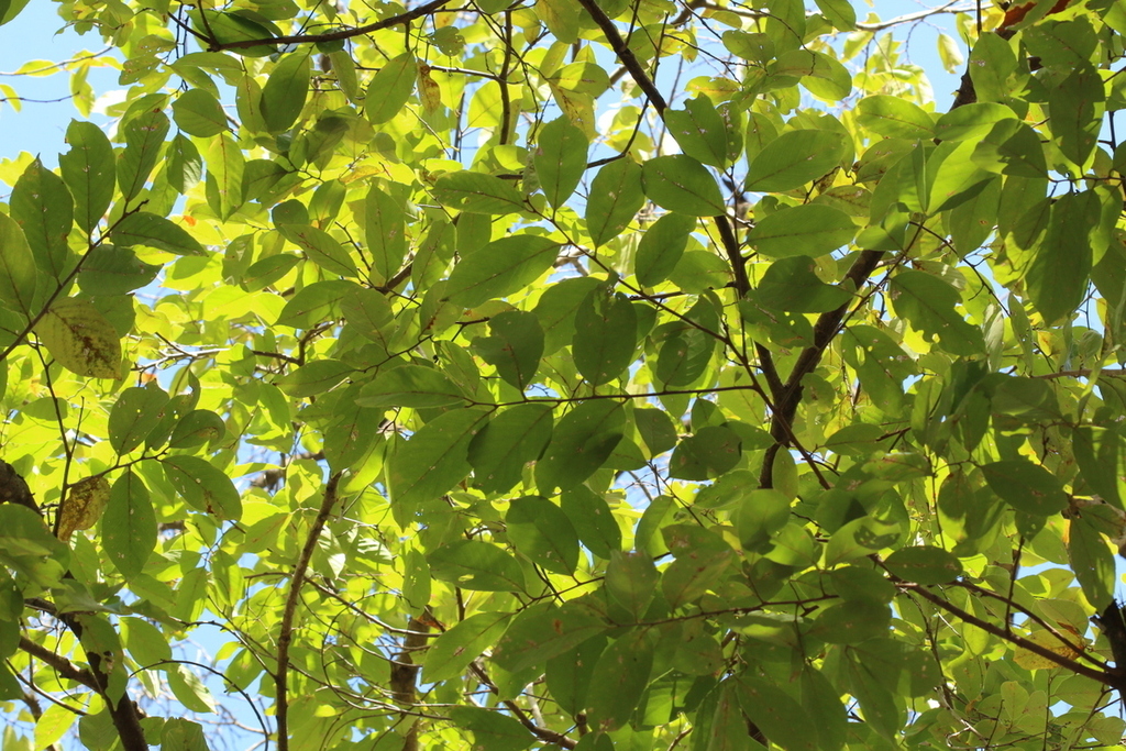 dicots from Ehlanzeni District Municipality, South Africa on August 3 ...
