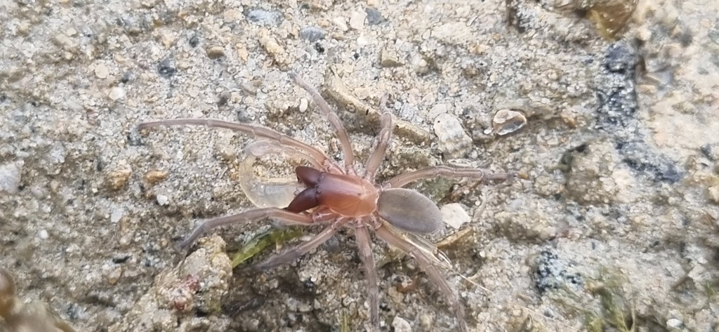 Intertidal Spider from Singapore on August 4, 2023 at 07:37 AM by Han ...