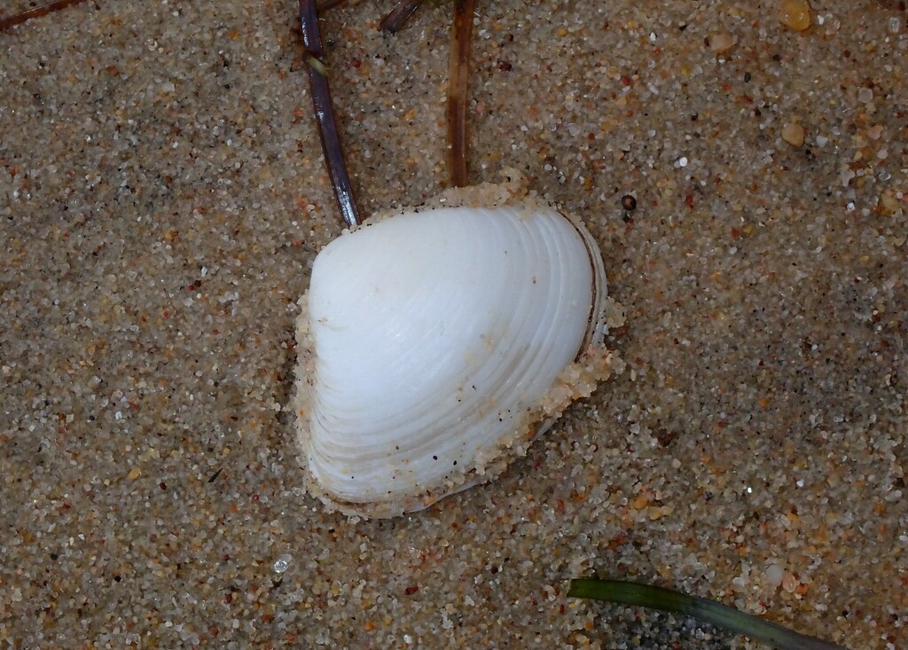 Striated Little Trough Shell from Redland, QLD, Australia on August 2 ...