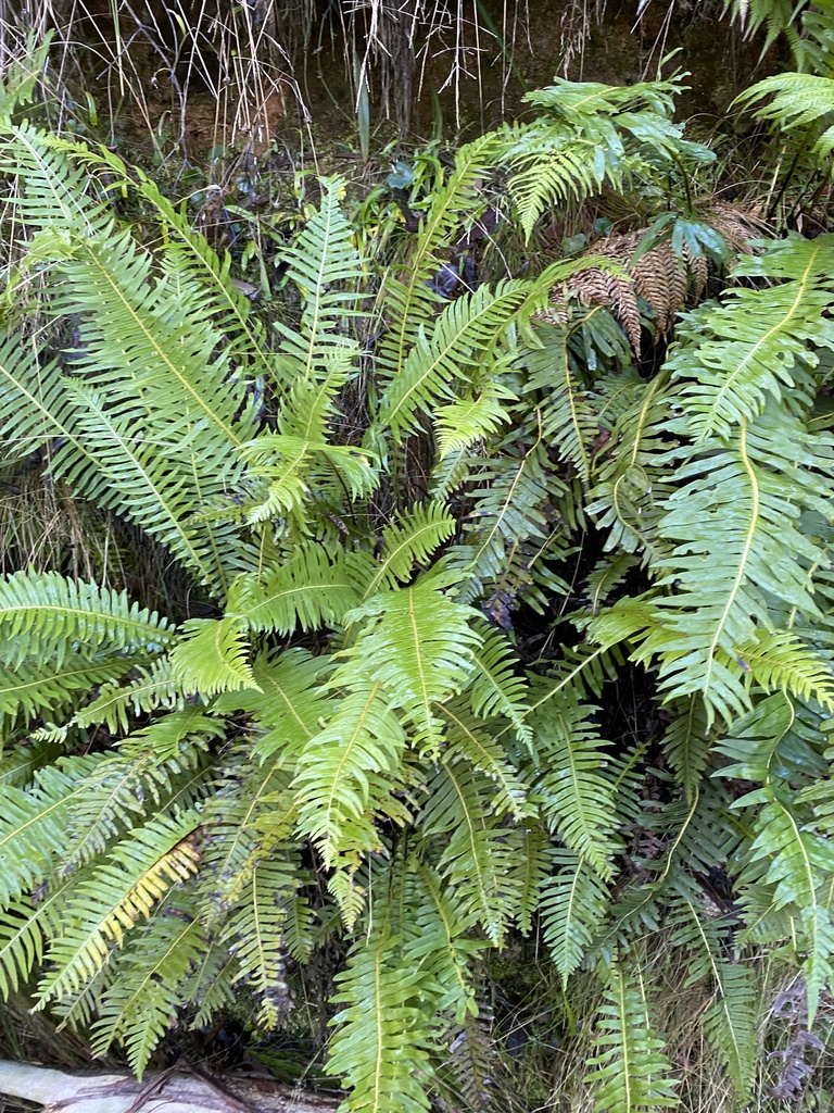 Fishbone water-fern from Namadgi National Park, Cotter River, ACT, AU ...