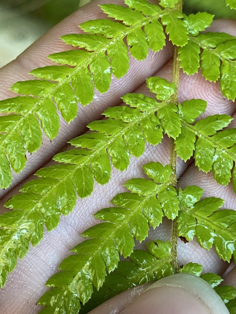 man fern from Namadgi National Park, Cotter River, ACT, AU on July 30 ...