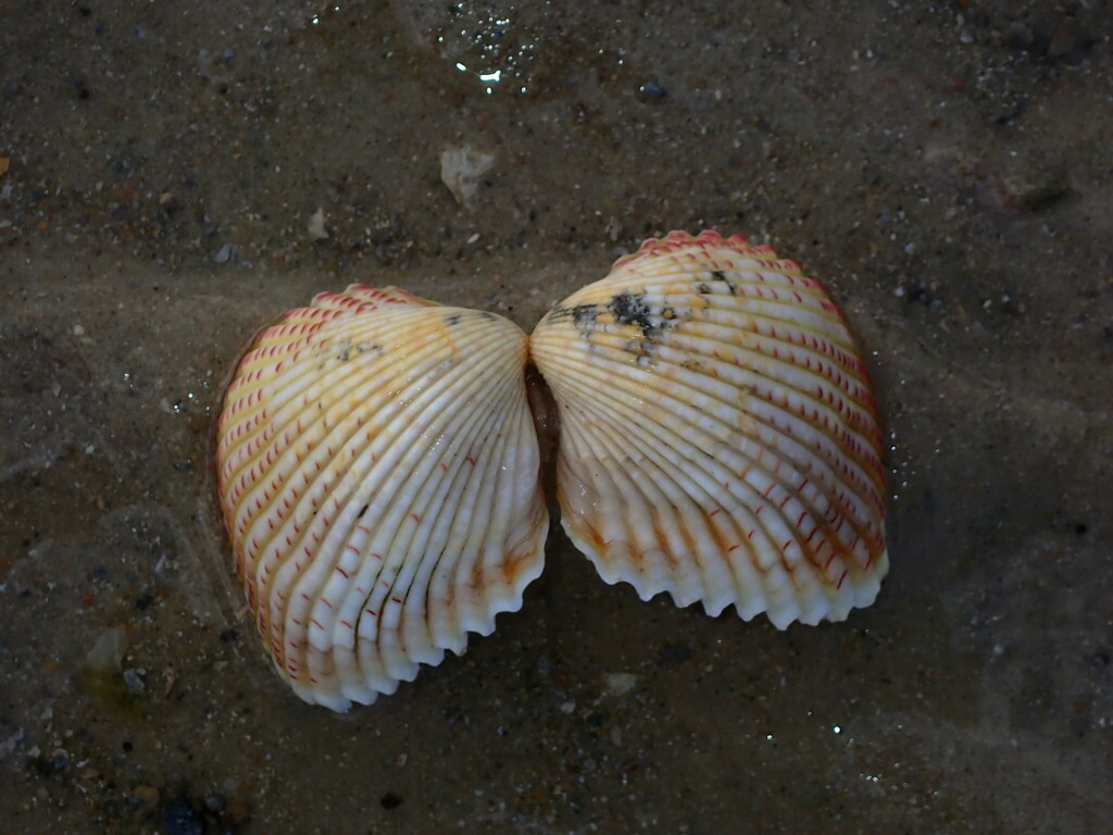 Strawberry Heart Cockle from Redland, QLD, Australia on August 2, 2023 ...