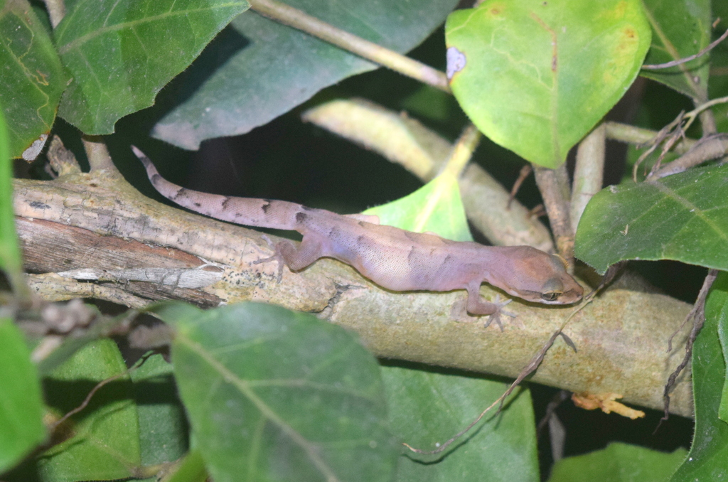Clouded Bent-toed Gecko from Visakhapatnam, Andhra Pradesh, India on ...