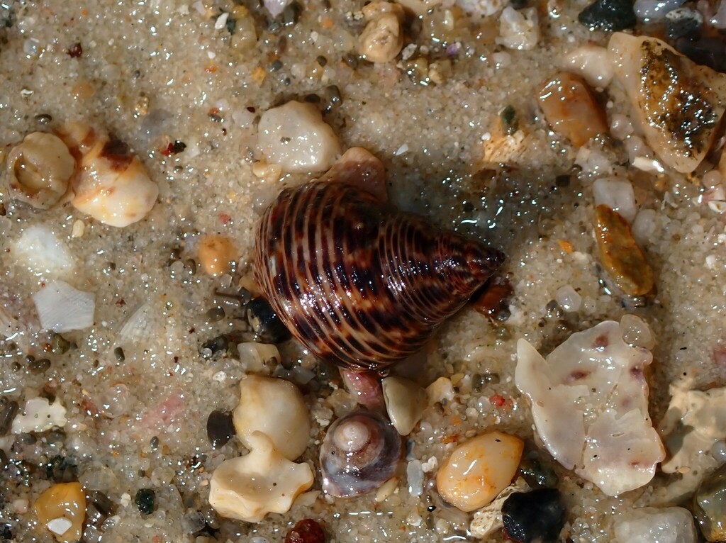 Rough Periwinkle from Redland, QLD, Australia on August 2, 2023 at 01: ...